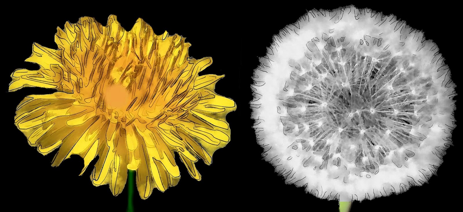 All This Is That: Painting: Dandelion (digital art)