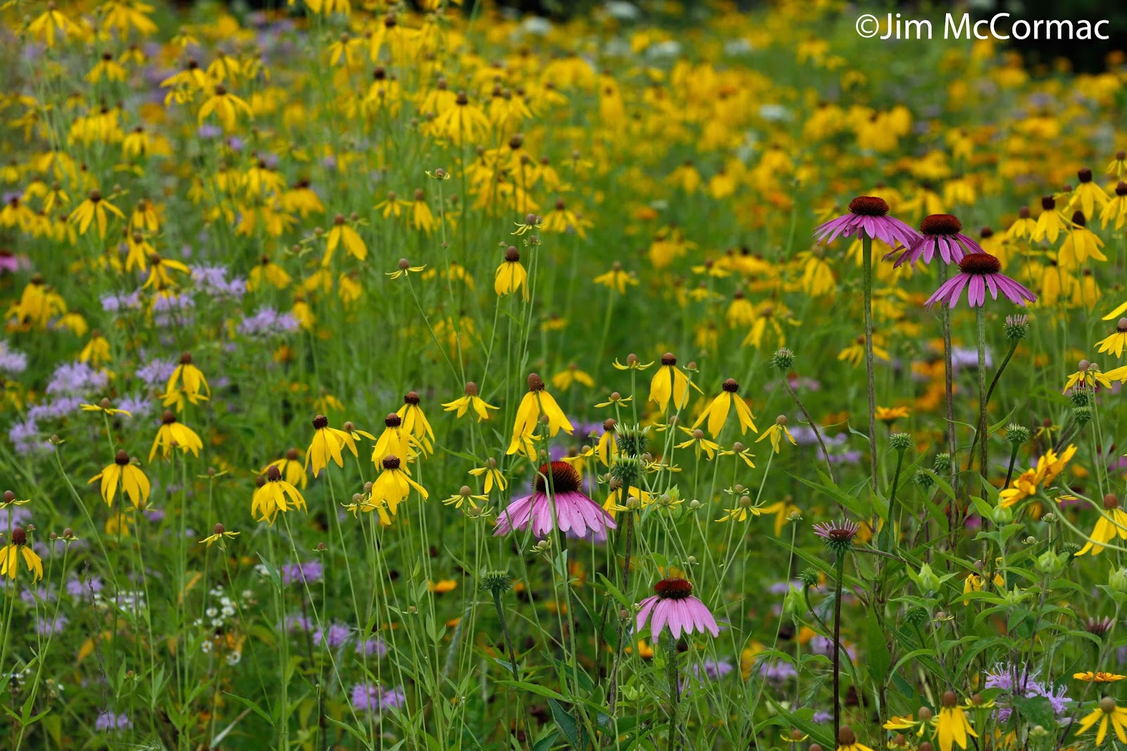 Ohio Birds and Biodiversity: Patch of prairie outperforms lawn