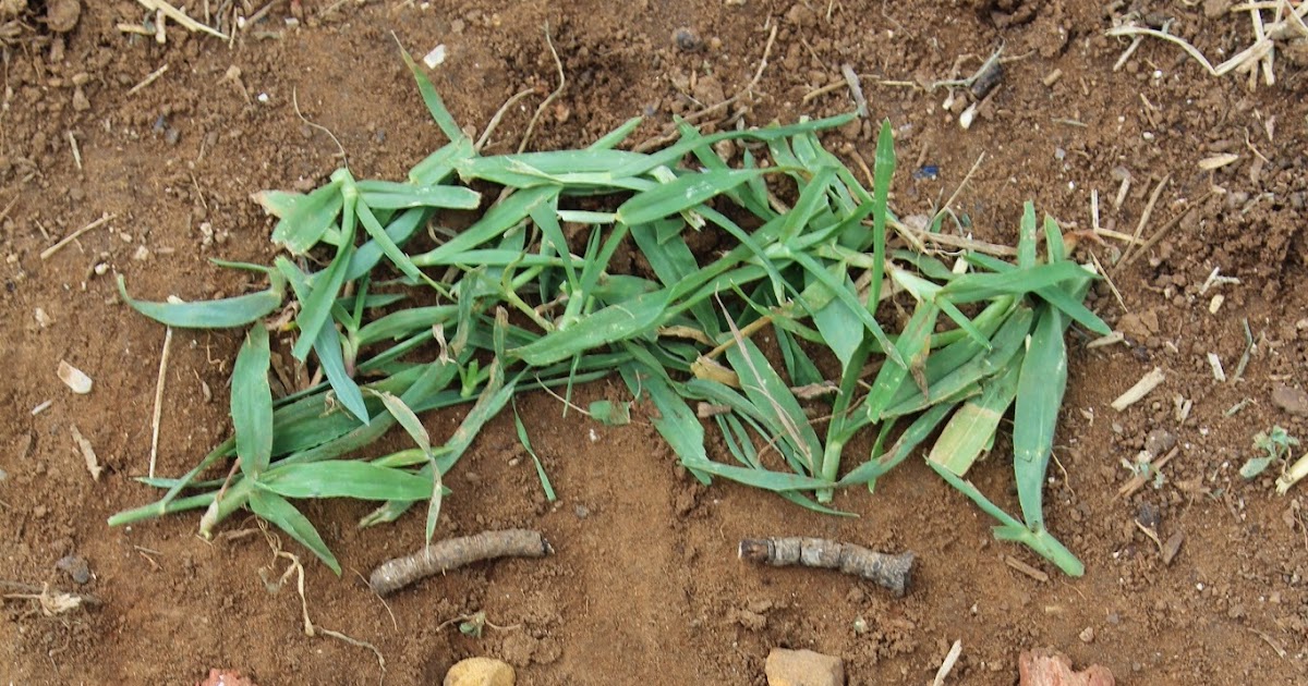 Creative Hands: Temporary Nature Art (Land Art)