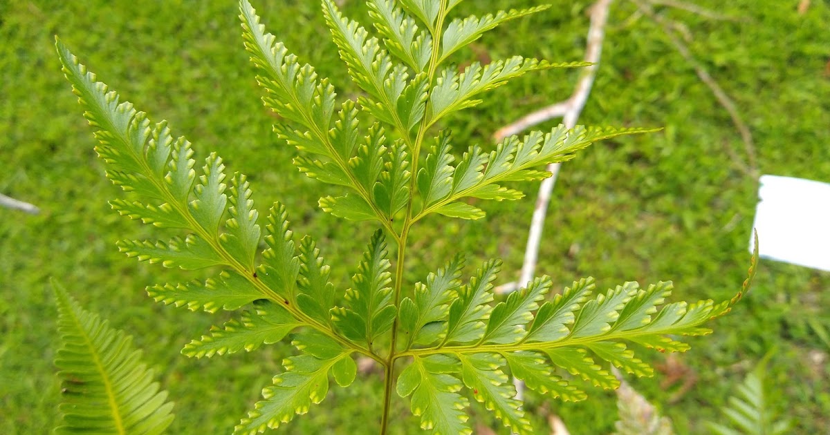 Bryophyta Monilophyta Lycophyta walk and trek
