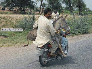 Photo Gallery: Donkey on Bike