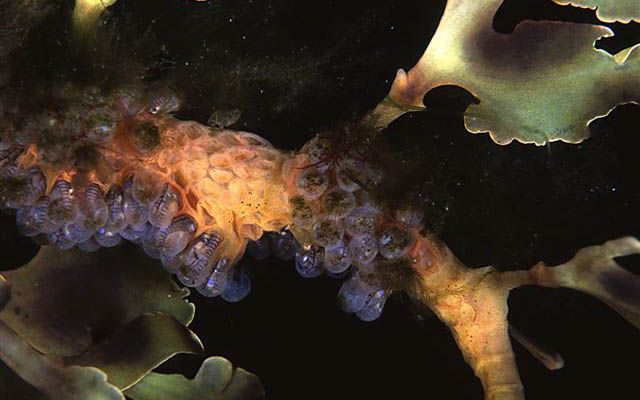 Real Monstrosities: Leafy Seadragon