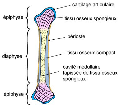 Science Cafée: Les os long