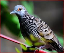 PERKUTUT JAWA - Perkutut Indonesia