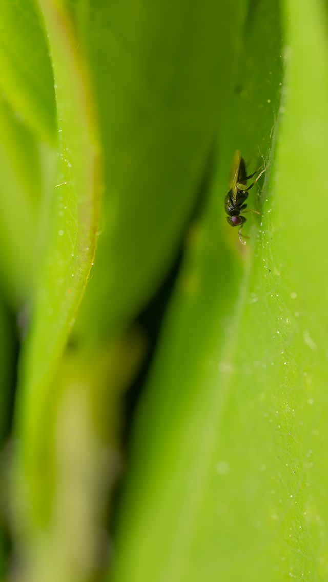 ムシをデザインしたのはダレ？: ツヤコバチ科 ( Aphelinus sp. ) 産卵 ミスショット！
