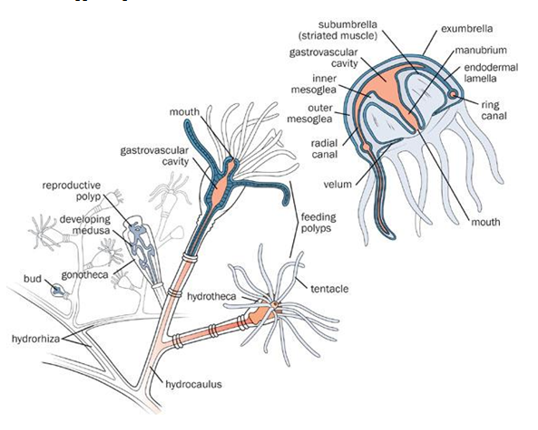 Knidaria (Filum Cnidaria) | Pustaka Pandani