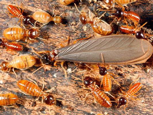 PEMAHAMAN DAN TATA CARA PENGENDALIAN RAYAP