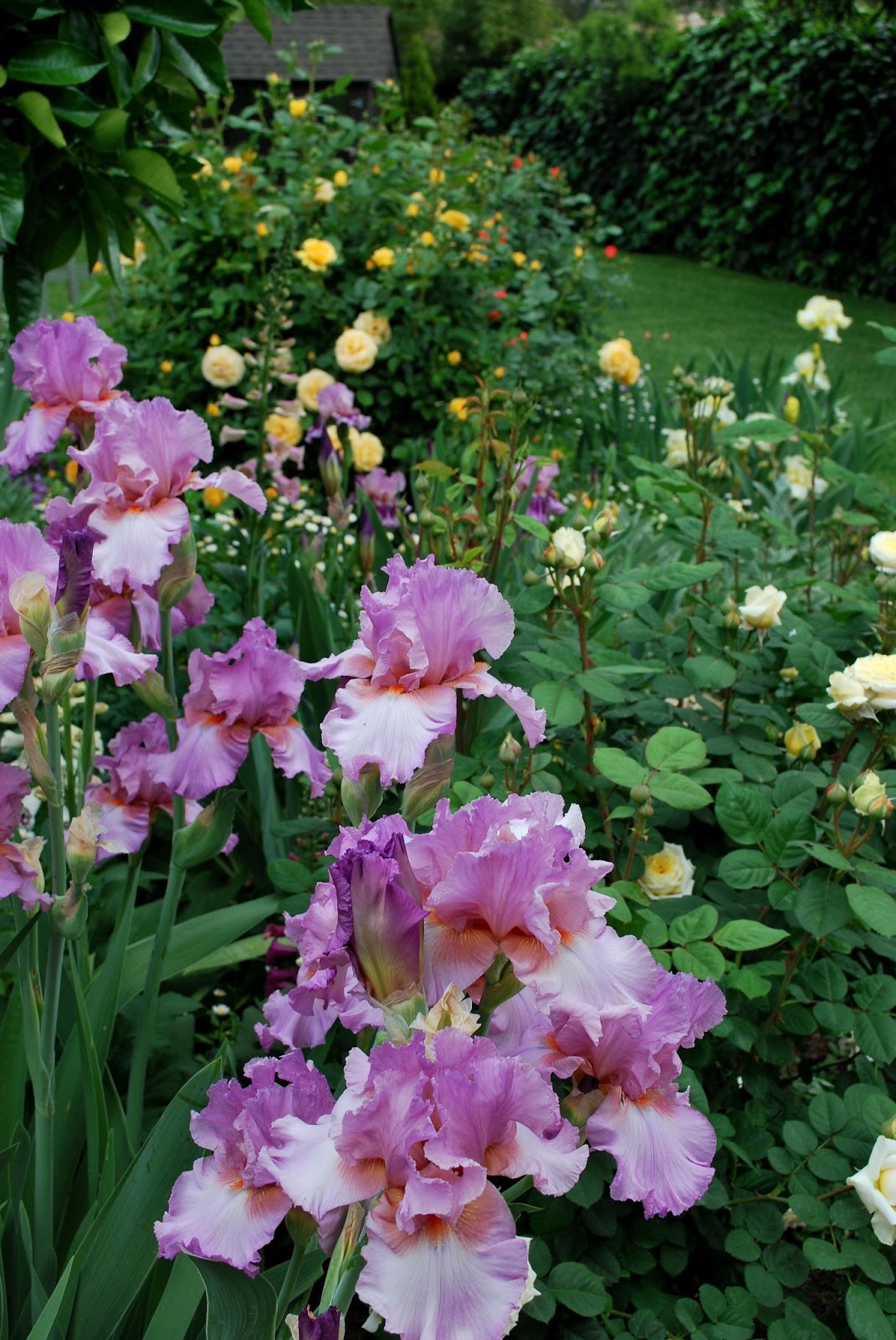 World of Irises: Orchid-Colored Irises in My Garden