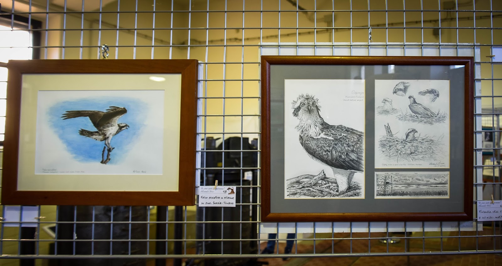 Alessandro Troisi - Osprey's illustrator