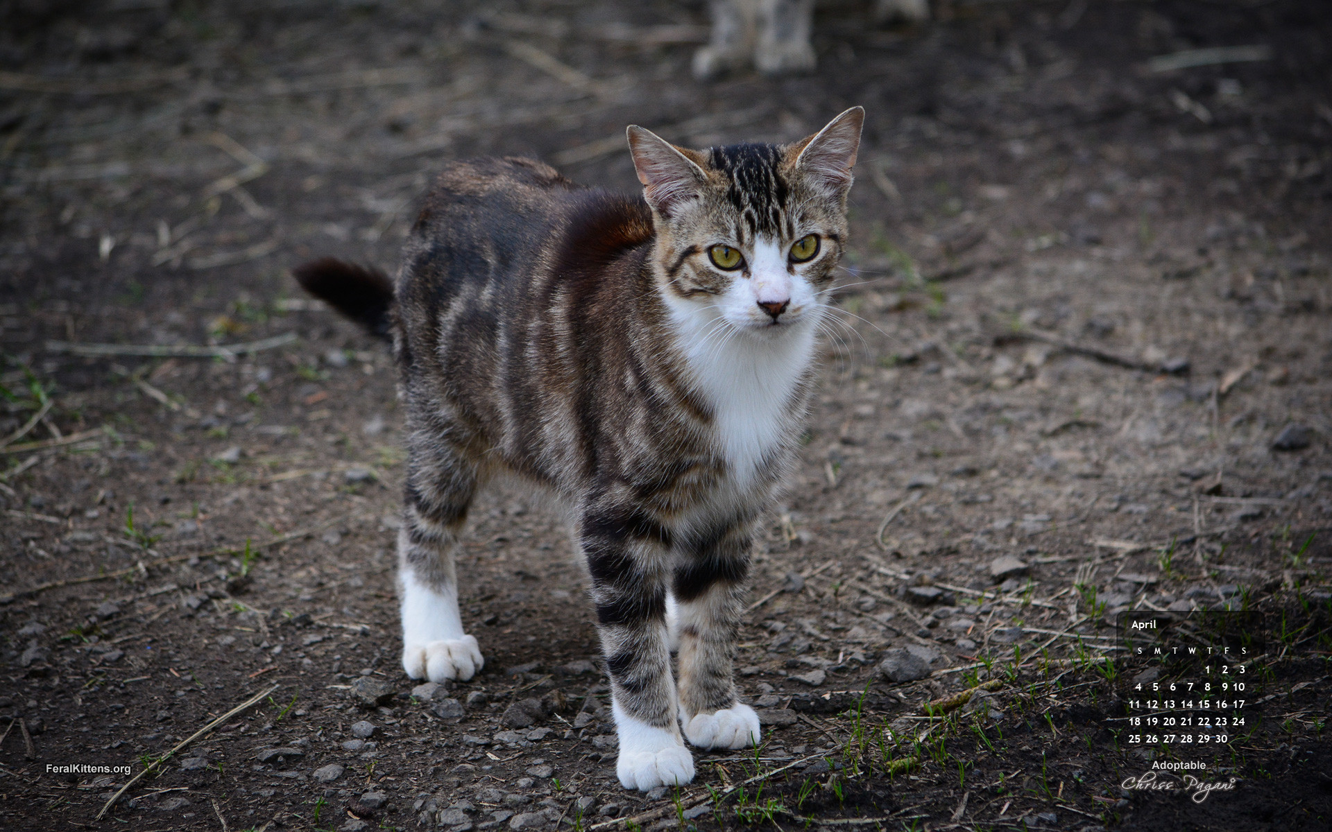 April Cat of the Month Calendar Wallpaper - Adoptable
