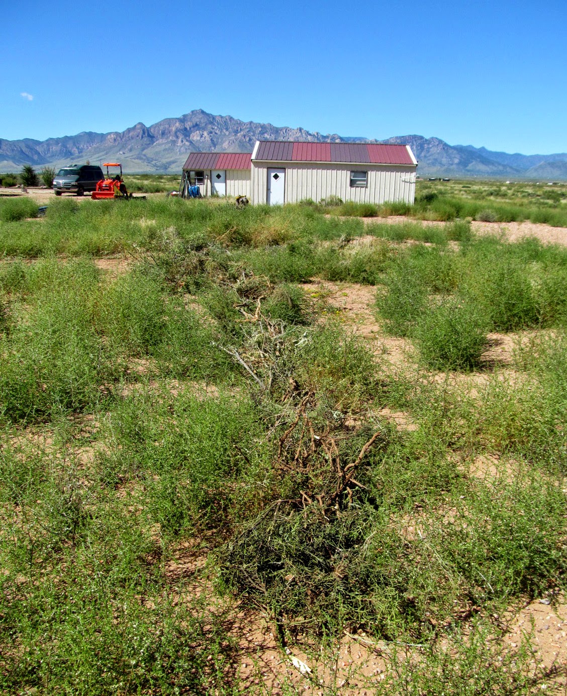 Blogging from the Boot Heel: Rangeland Restoration: Mesquite Removal