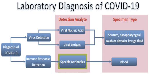 Detection of the coronavirus itself, and Detection of the body's ...