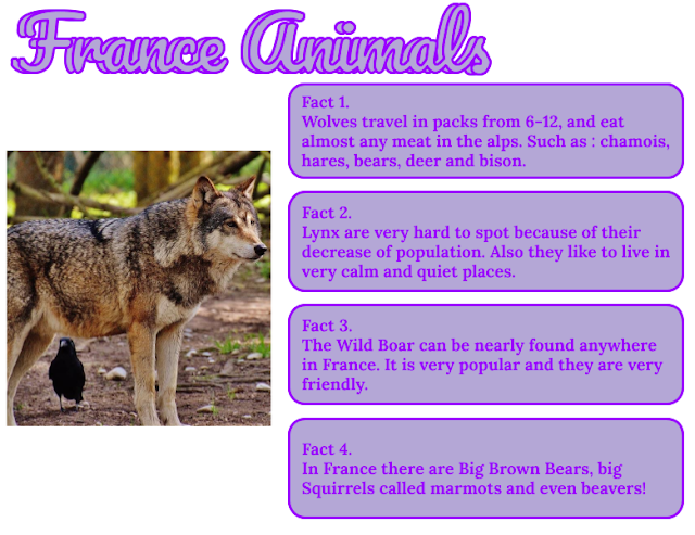 Kiarah @ Pt England School: France Animals-4 Facts