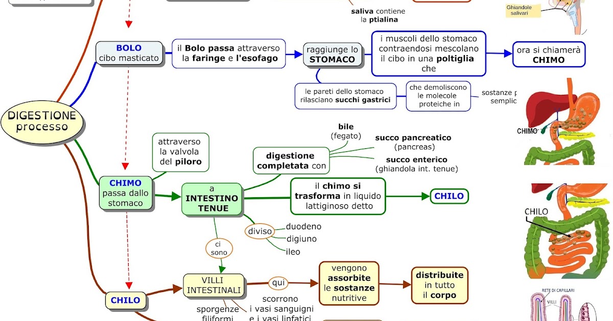 MAPPE per la SCUOLA: IL PROCESSO DELLA DIGESTIONE