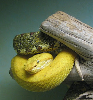 Animal Pictures: Eye Lash Viper Snake