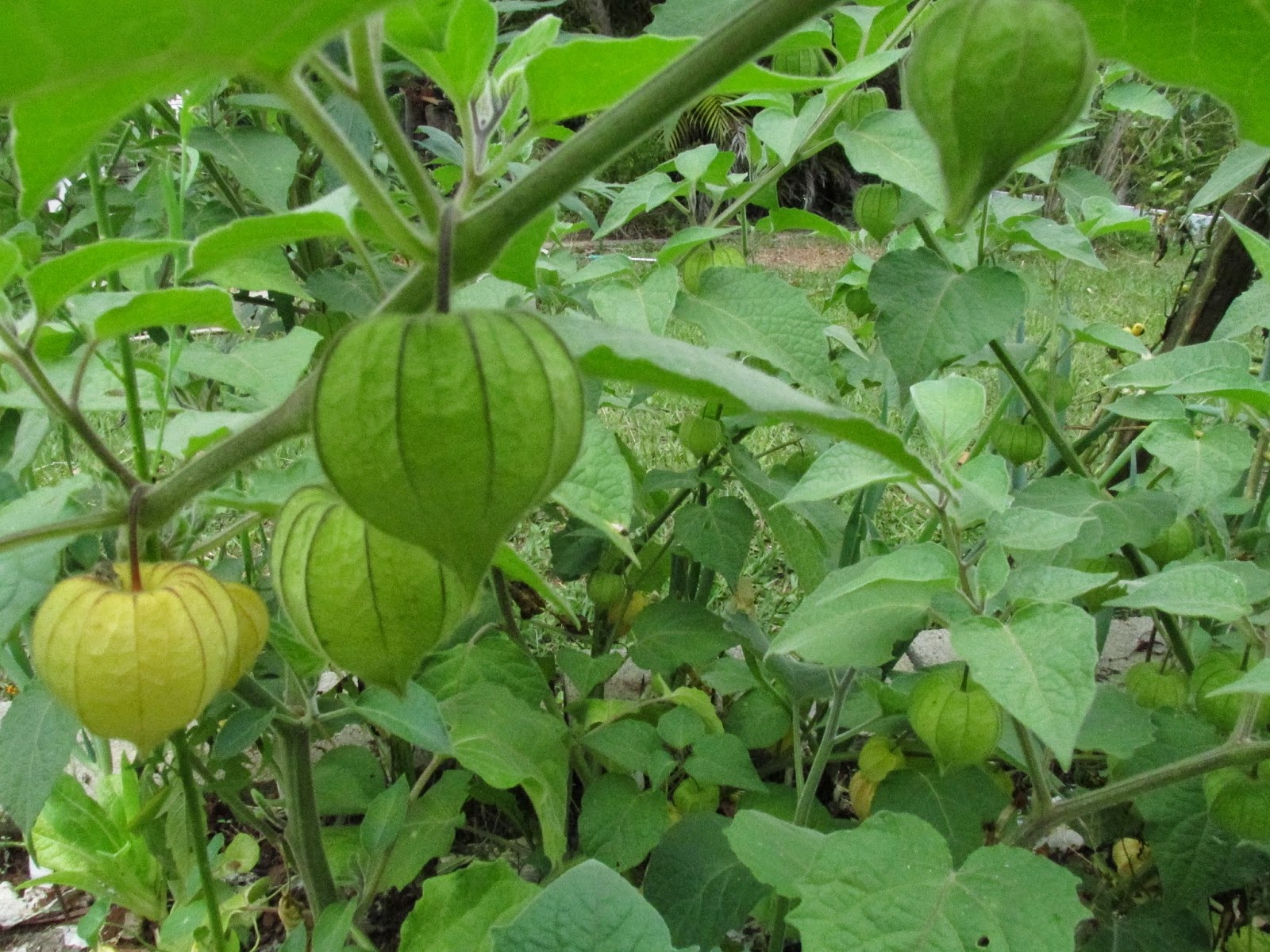 .: Physalis, Fisalis. Plante, mas não na horta.