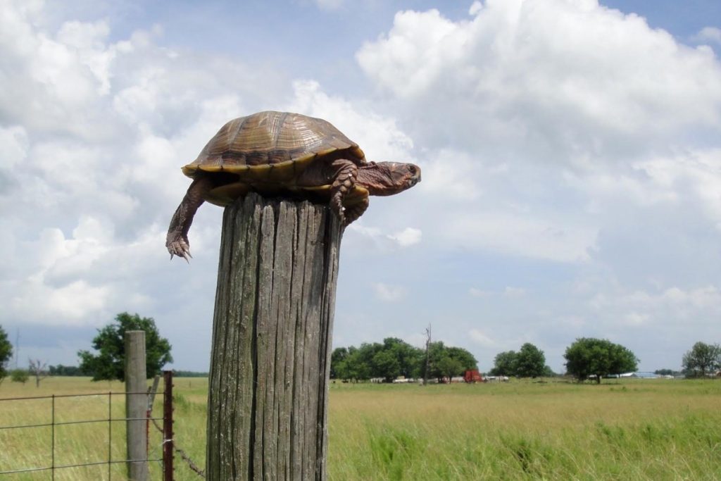 Eastern Shore Fish and Game: Random Thoughts VII