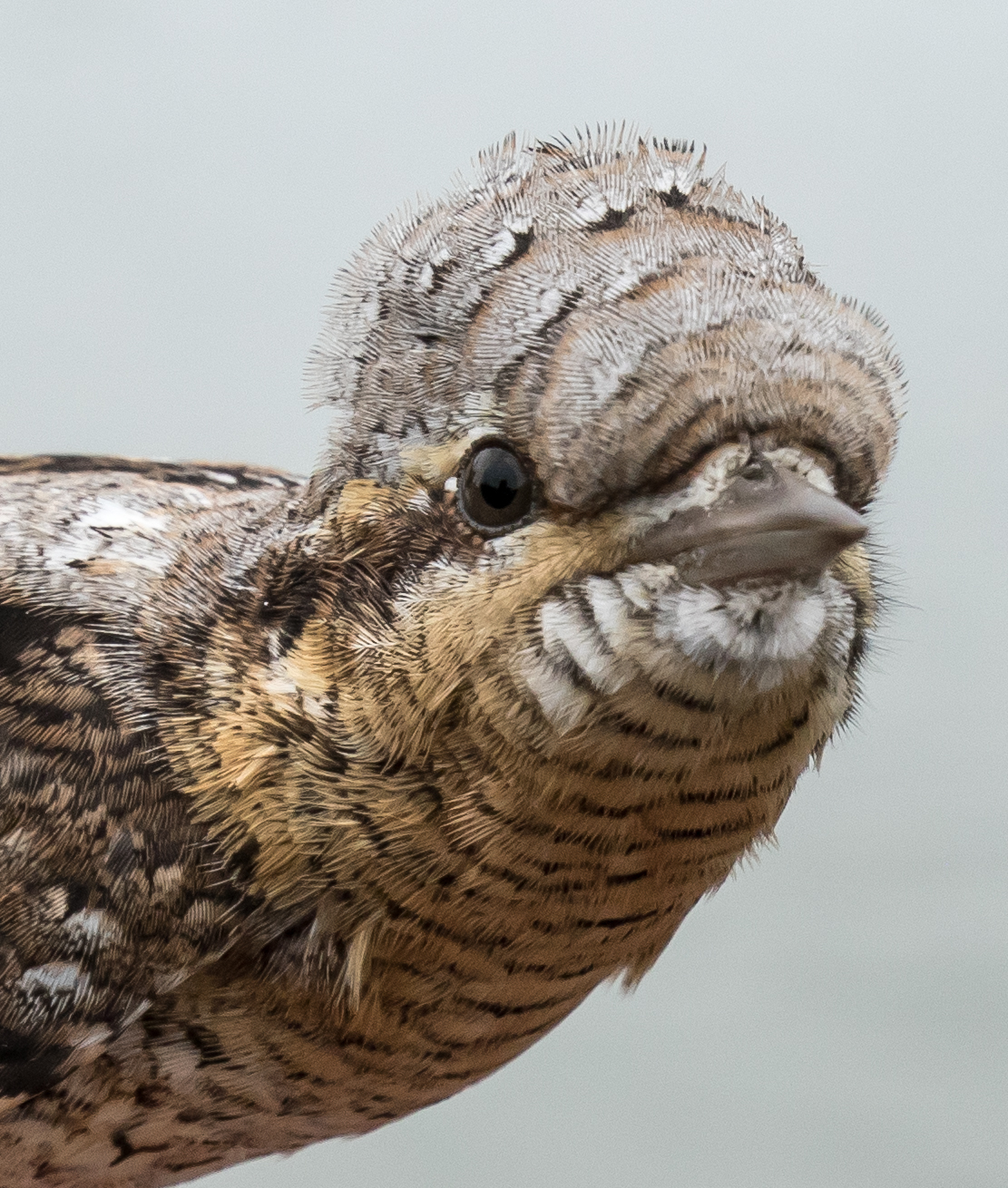 CAMBRIDGESHIRE BIRD CLUB GALLERY: Wryneck