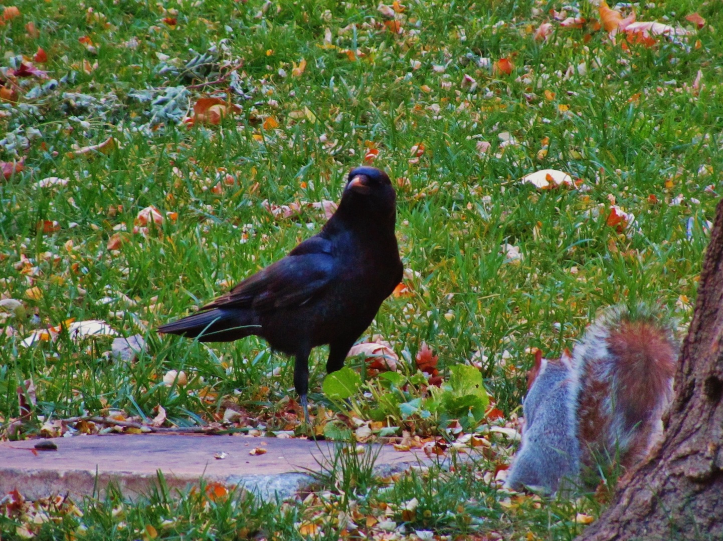 EV Grieve: The crows of the New York City Marble Cemetery