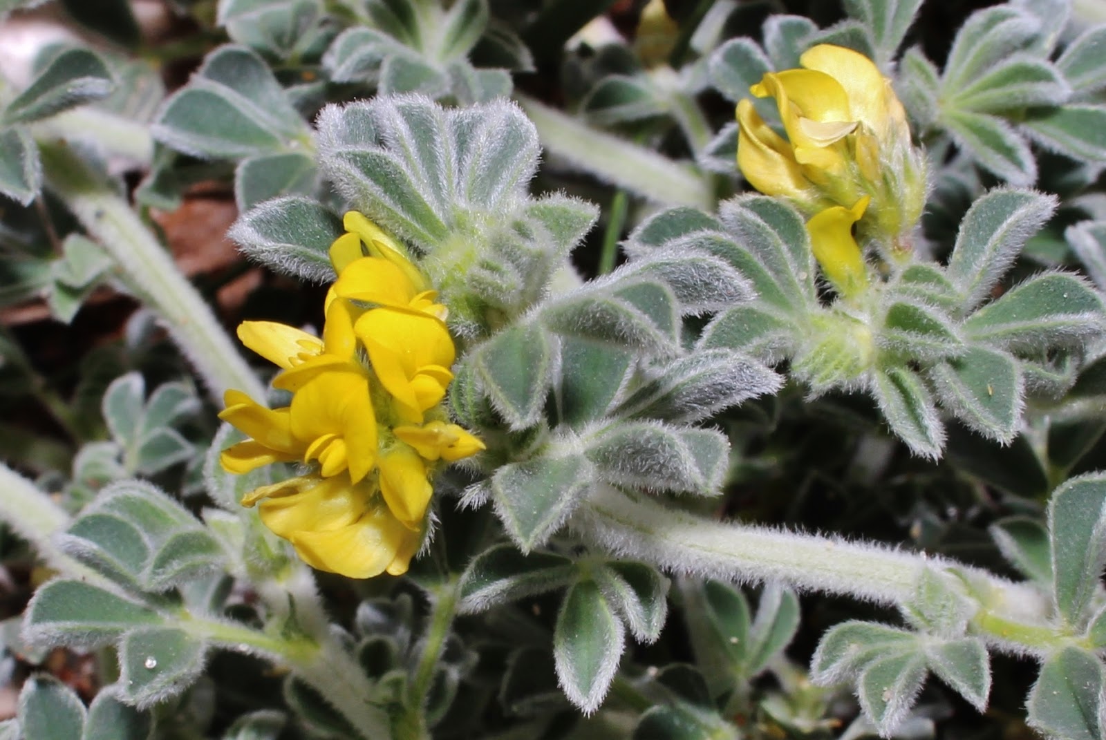 Biodiversity of Cyprus by NGO Protection of the Natural Heritage and ...