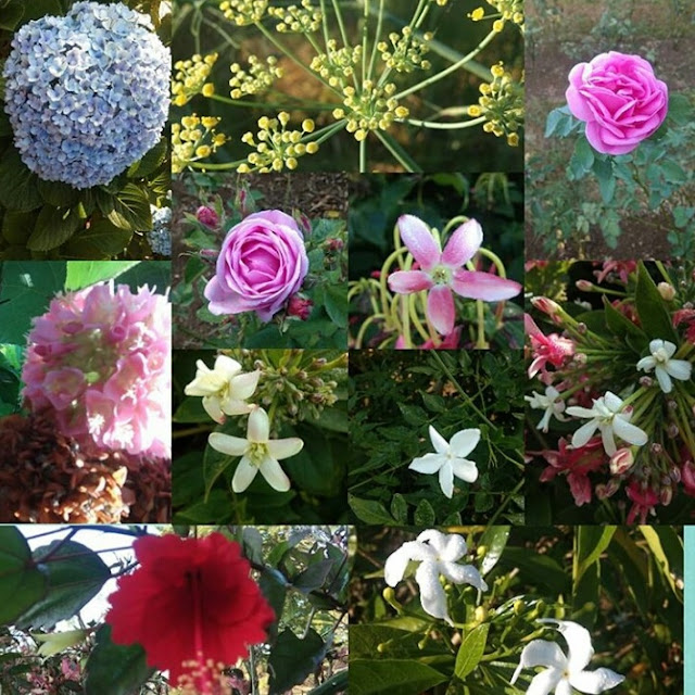 Panorama Kebun Mawar Situhapa Wisata Alam Yang Romantis