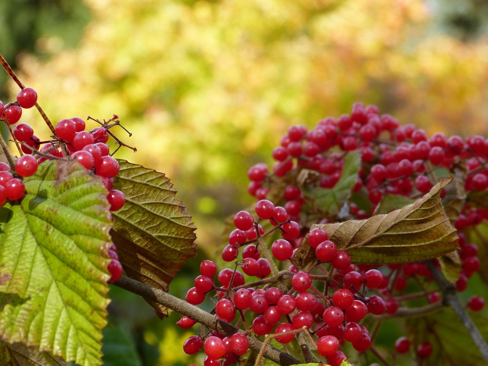 BERRIES photos - wallpapers | the fun bank