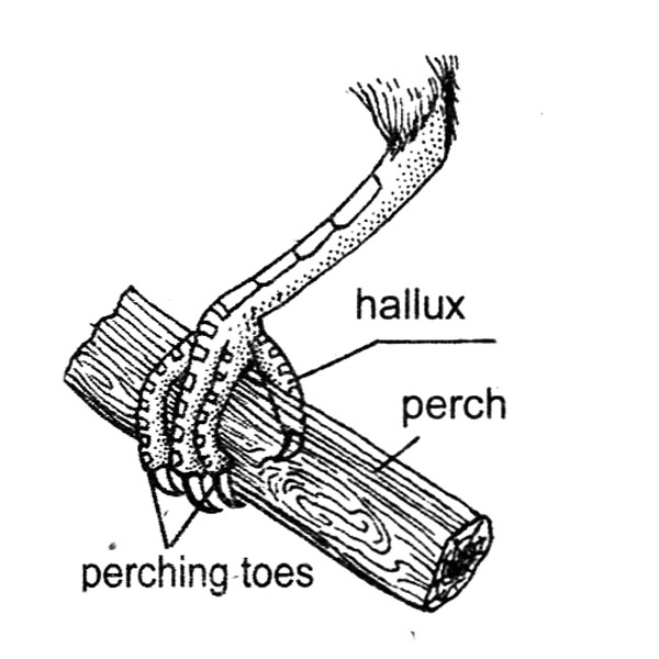 B. Sc. - II Animal Diversity- IV (Old) : Leg Modification in birds. By ...