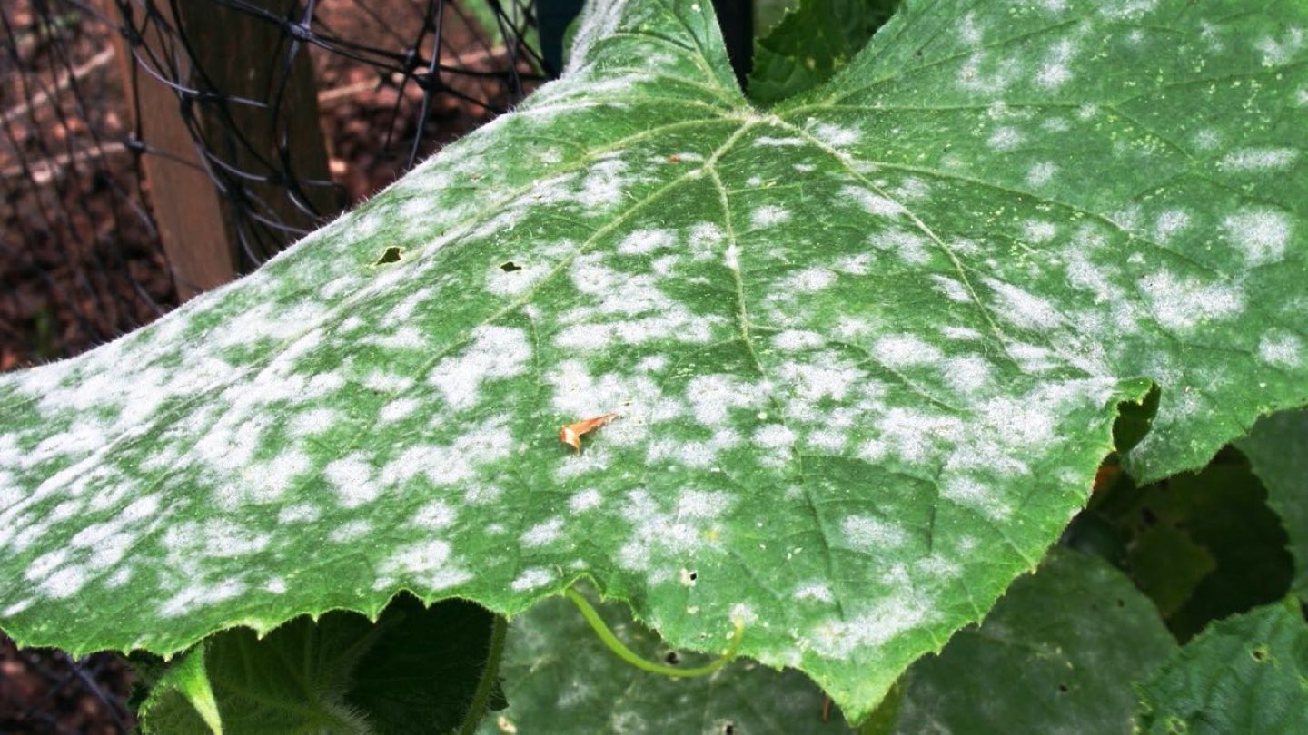Penyakit Embun Tepung (powdery mildew) pada Tanaman Wortel ...