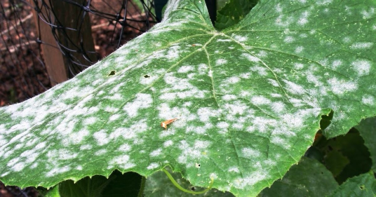 Penyakit Embun Tepung (powdery mildew) pada Tanaman Wortel ...