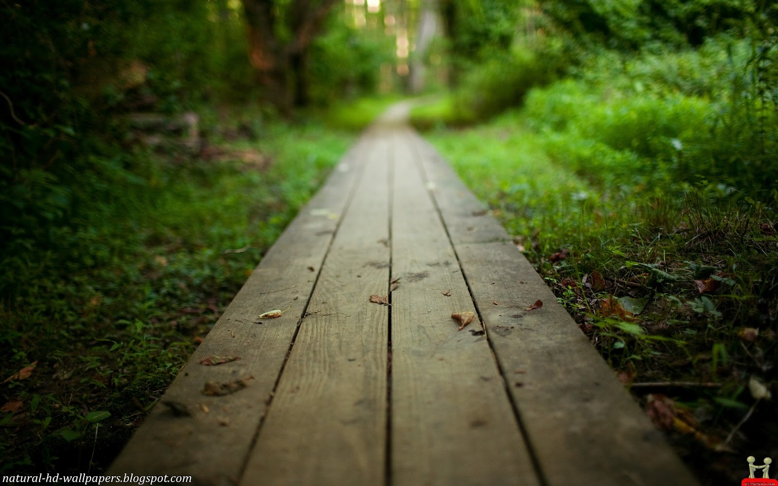 Beautiful green tracks | Beautiful tracks between green trees | Grassy ...