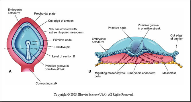 Calendario embrionario : ESTADIO 6