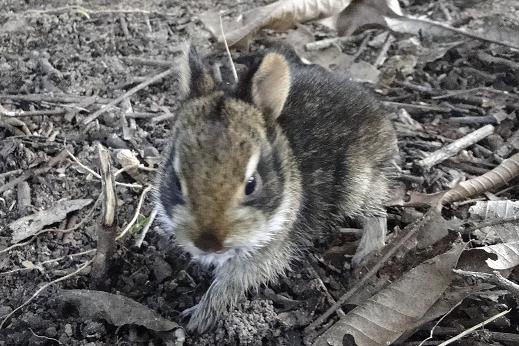 Sarzedo Ecologia: Filhote de tapiti (Silvilagus brasiliensis)