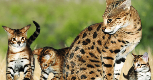 10 Jenis Kucing Termahal di Indonesia yang mendunia - Belajar Aja