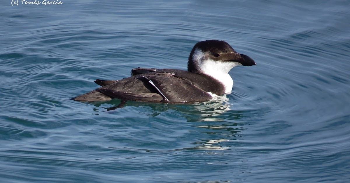 Pachequerobirder: ALCA COMÚN