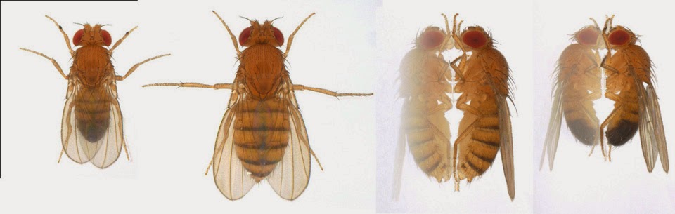El dimorfismo sexual en la mosca de la fruta: DIMORFISMO SEXUAL DE LAS ...