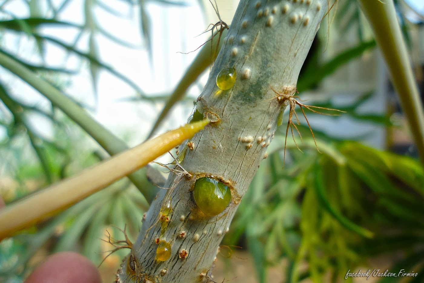 Predador de Imagens: MERTIOLATE - Jatropha multifida
