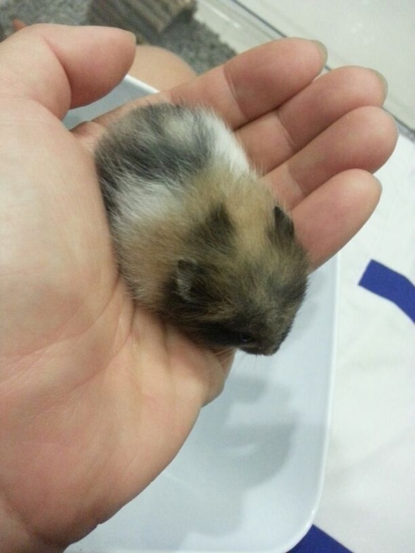 Natural PawPals: Cherimoya the Calico (aka Tortoiseshell Banded) Syrian ...