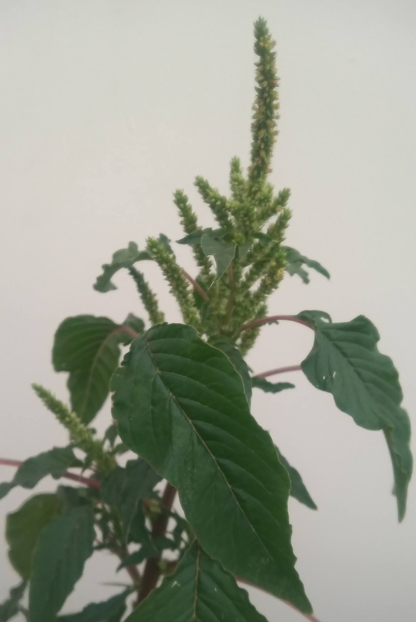 Recetas Saludables con Vegetales: BLEDO (AMARANTO)