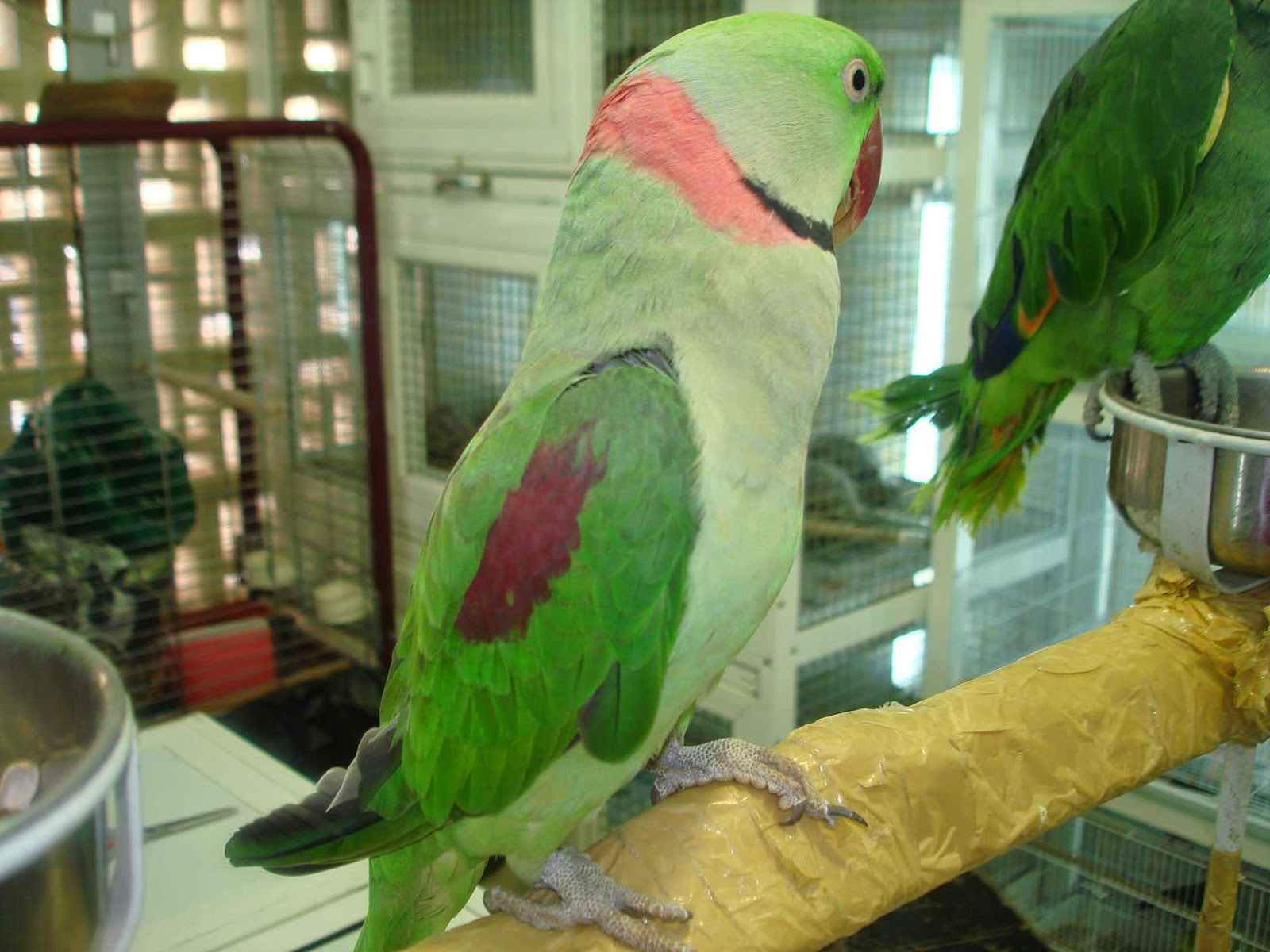 Emiratesbirds: Nepali Parrots