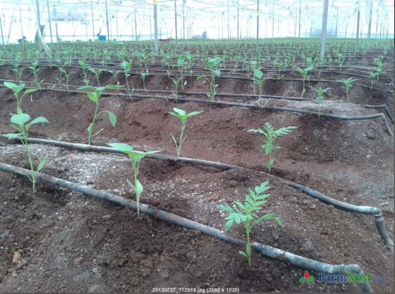 Agriculture & Farming: Polyhouse with Capsicums