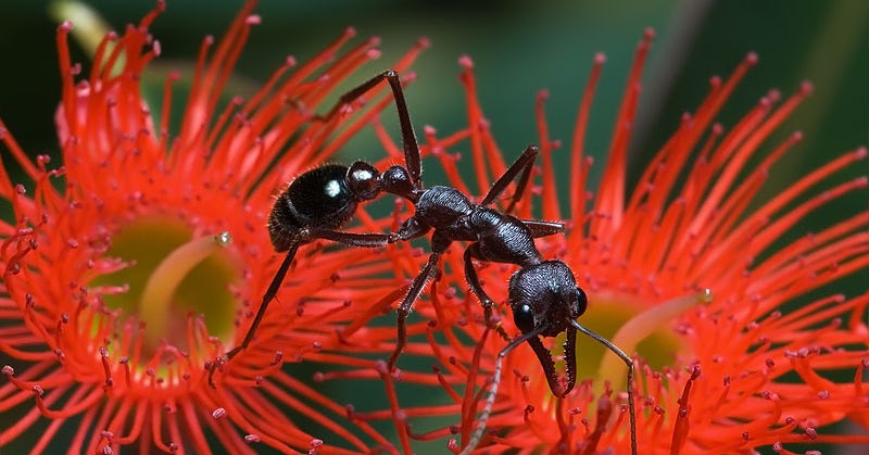 Formigas - Diferentes tipos de Operárias