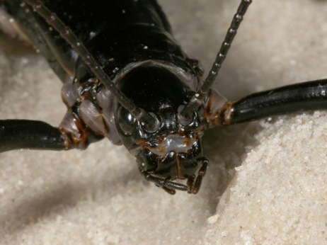 Dryococelus Australis Serangga terbesar di dunia, yang diduga telah ...