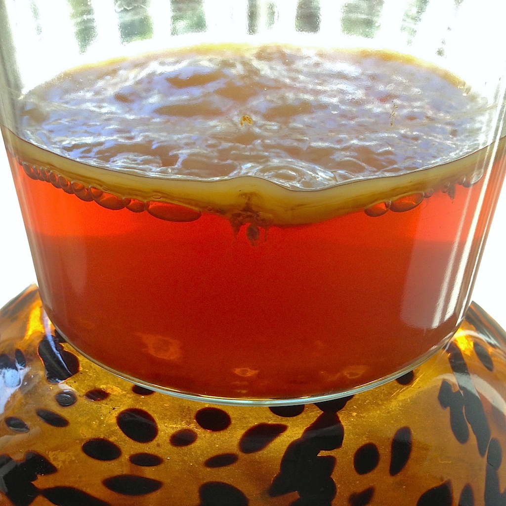 JULES FOOD...: Homemade Mother Scoby for Kombucha