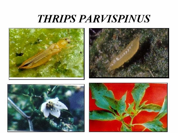 SAUNG SUMBERJAMBE: HAMA THRIPS DAN PENGENDALIANNYA PADA BUDIDAYA CABE