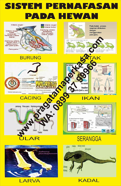 POSTER IPA - Pragatamaperkasa.com - Distributor Alat Peraga Pendidikan ...
