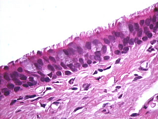 What is Tissue? ~ Biology | Structure of Science Technology, Biology ...