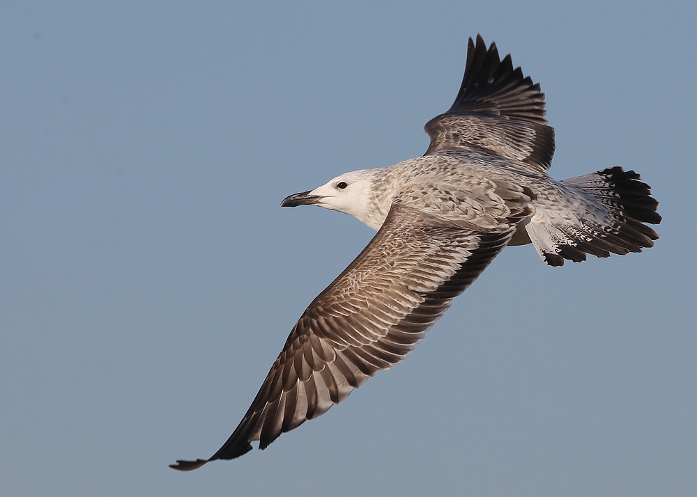 Richard Smith - Birdwatching Days Out: CASPIAN GULL, 1st winter ...