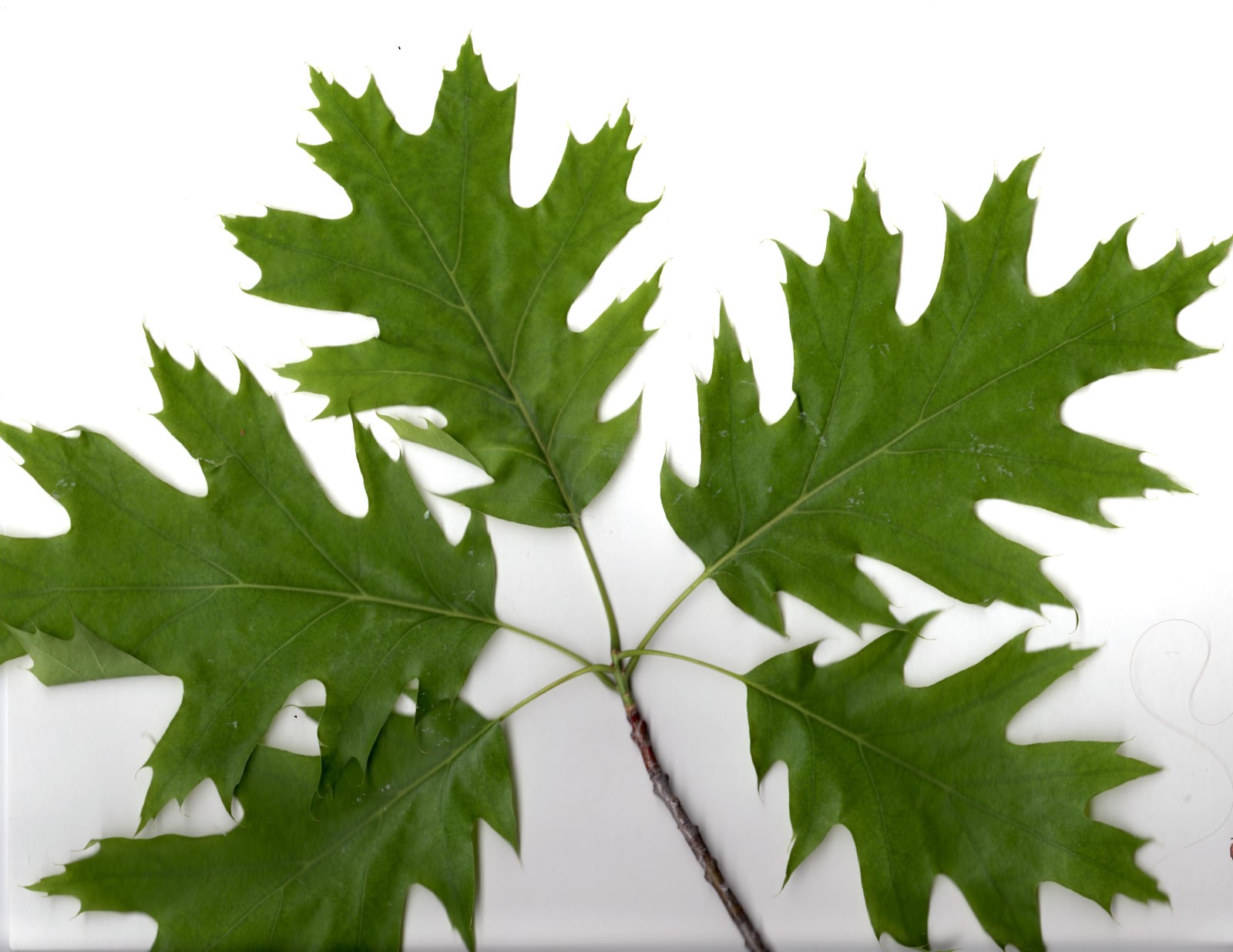 Eden By The Bay: Street Trees Through the Seasons - Pin Oak