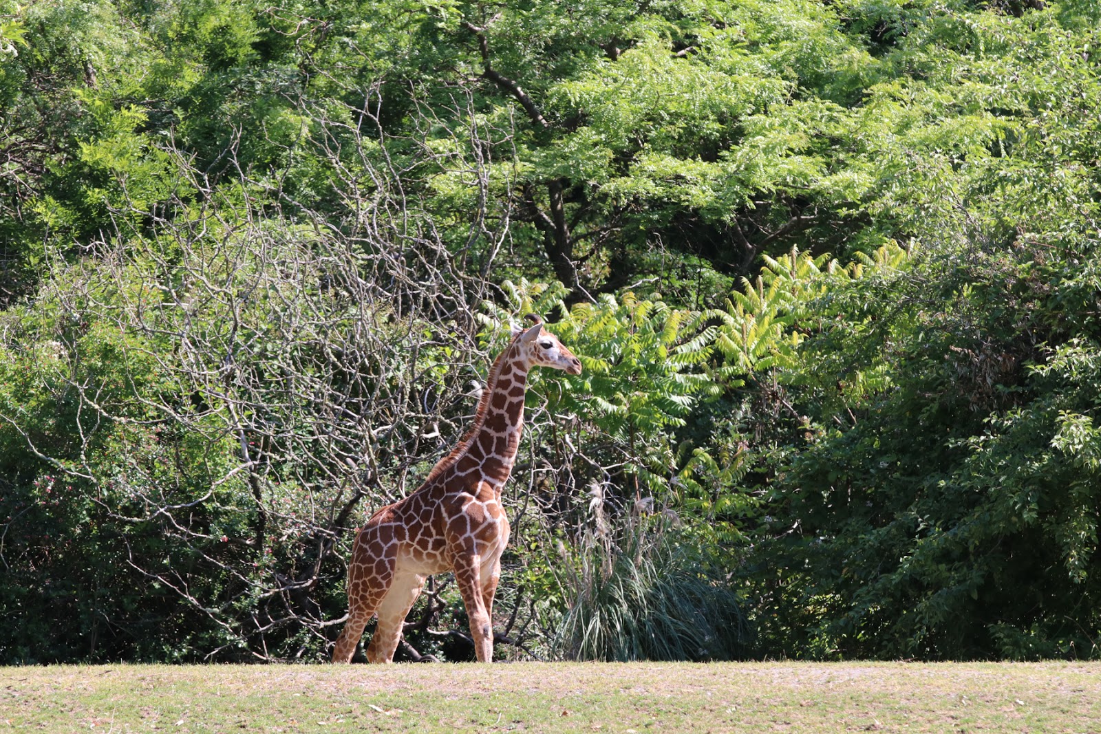 Hasani Explores the Savanna