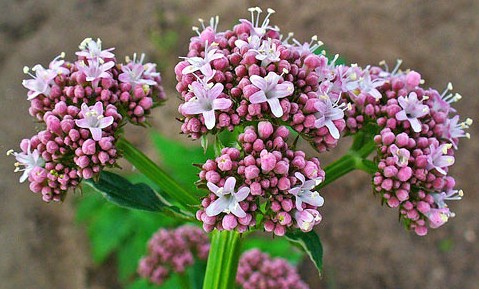 Growing Hermione's Garden: Valeriana officinalis - Valerian